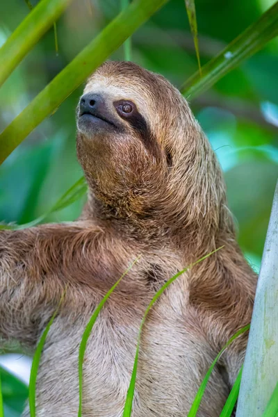 Sloth Standing Up