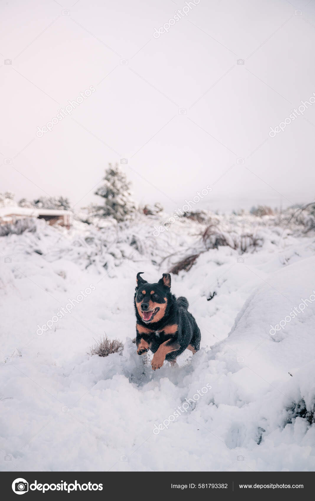 Beautiful Shot Australian Kelpie German Shepherd Dogs Running White ...