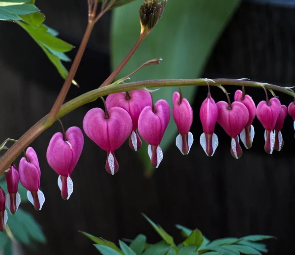 Bleeding heart flower Stock Photos, Royalty Free Bleeding heart flower ...