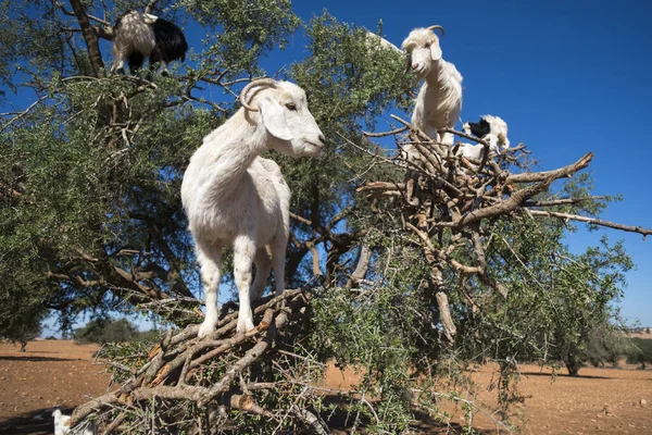 Israel goats Stock Photos, Royalty Free Israel goats Images | Depositphotos
