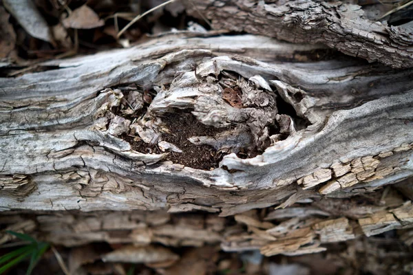 Rotting of a branch Stock Photos, Royalty Free Rotting of a branch ...