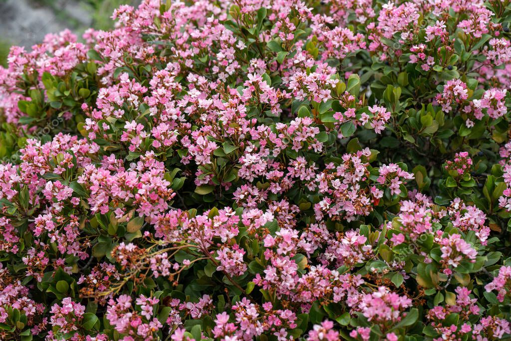 Arbusto De Espino Indio Enano