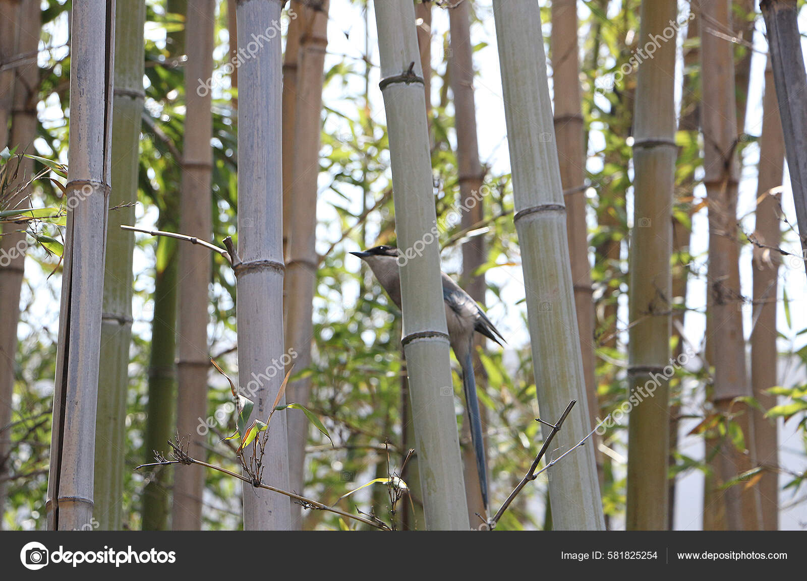 Mangrove Cuckoo Bird Bamboo Trees — Stock Photo © wirestock_creators ...