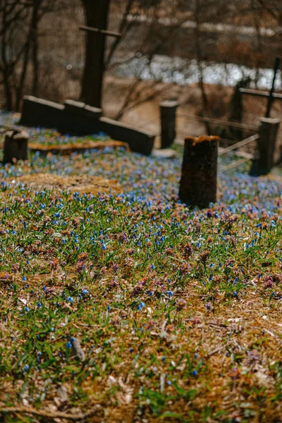 Cementerio flor Stock Photos, Royalty Free Cementerio flor Images ...