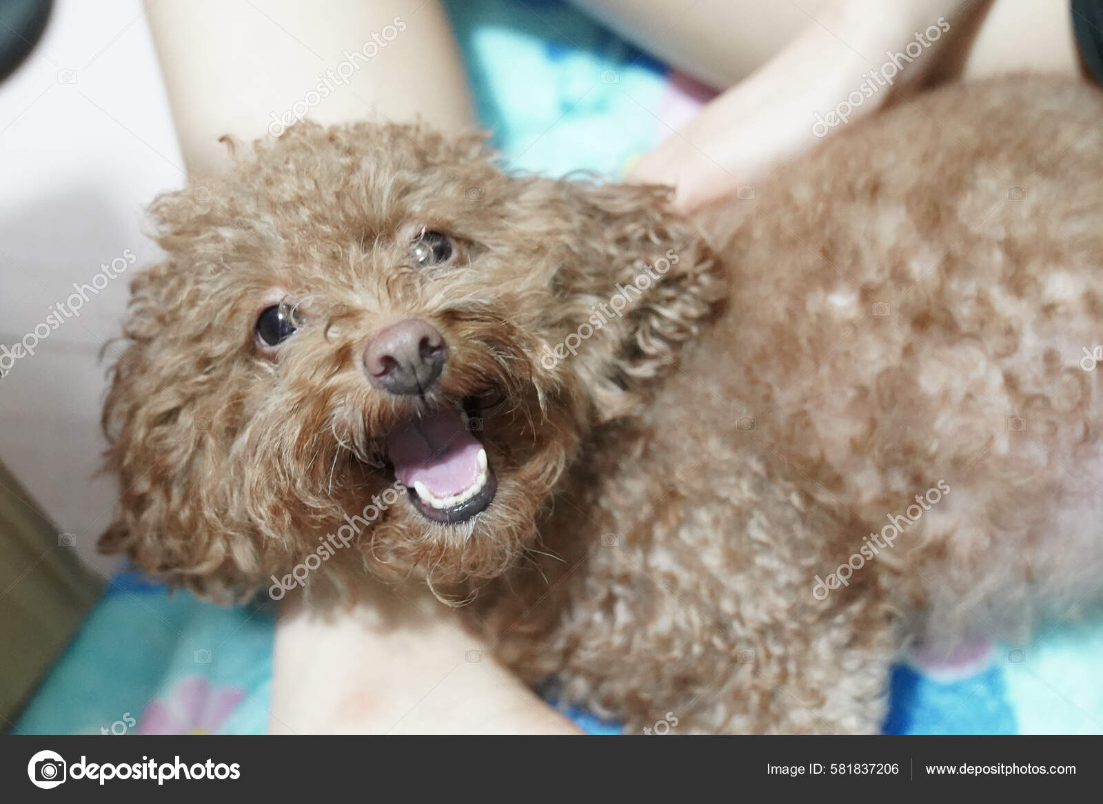 Closeup Cute Poodle Puppy Room — Stock Photo © wirestock_creators ...