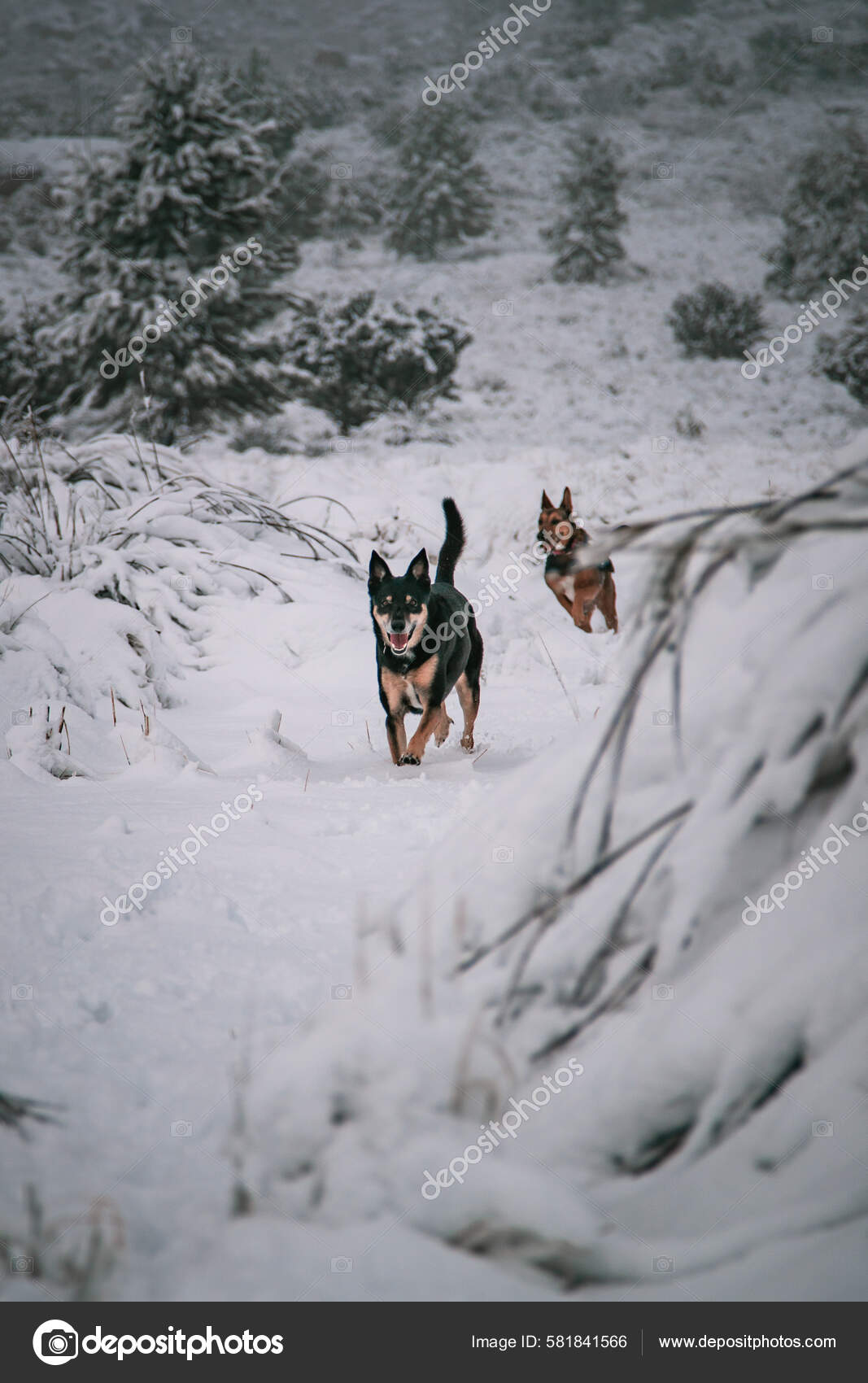 Beautiful Shot Australian Kelpie German Shepherd Dogs Running White ...