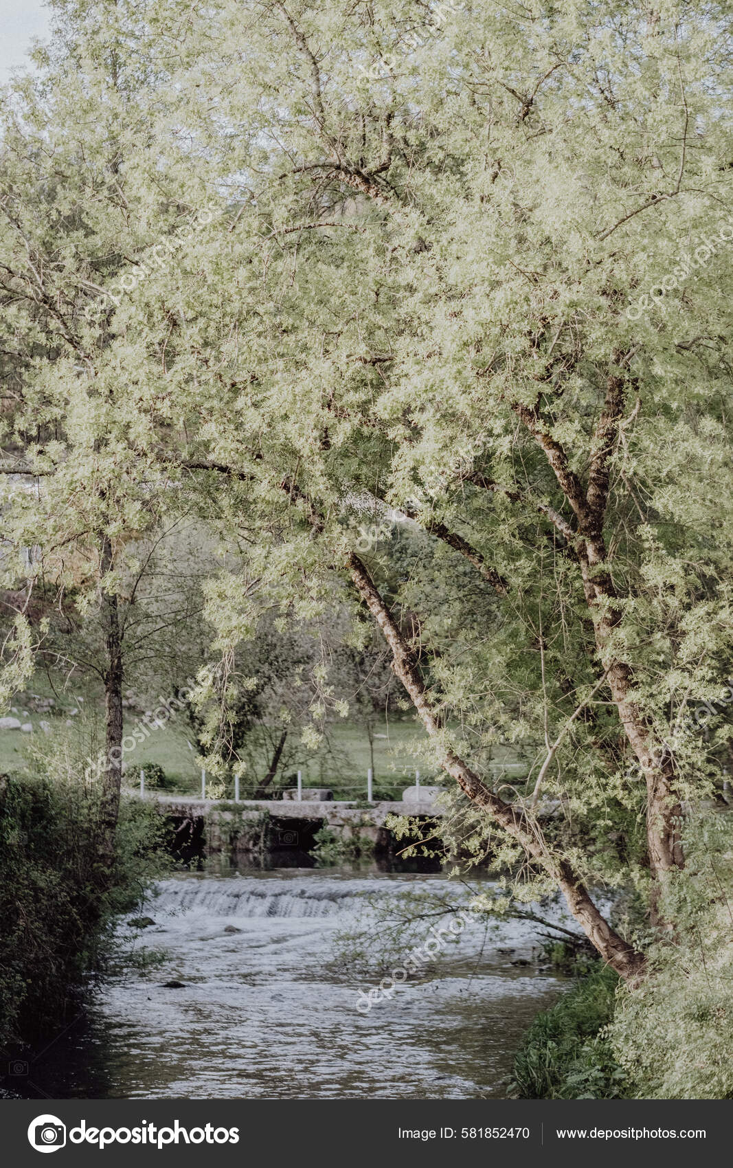 Green Trees Grown Riverside Creek Background — Stock Photo © wirestock ...