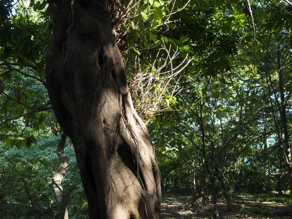 Molave tree Stock Photos, Royalty Free Molave tree Images | Depositphotos