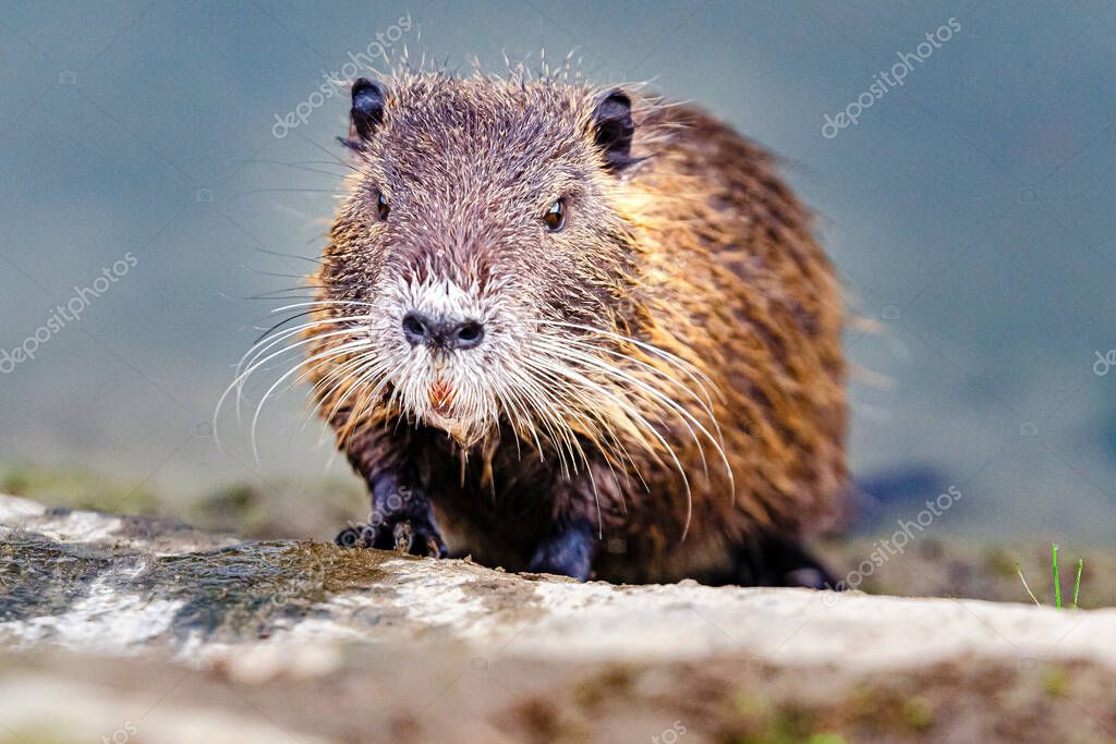 Un enfoque suave de una nutria en un pavimento en un parque en Toscana ...