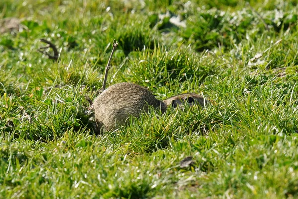 Lemmings Stock Photos, Royalty Free Lemmings Images | Depositphotos