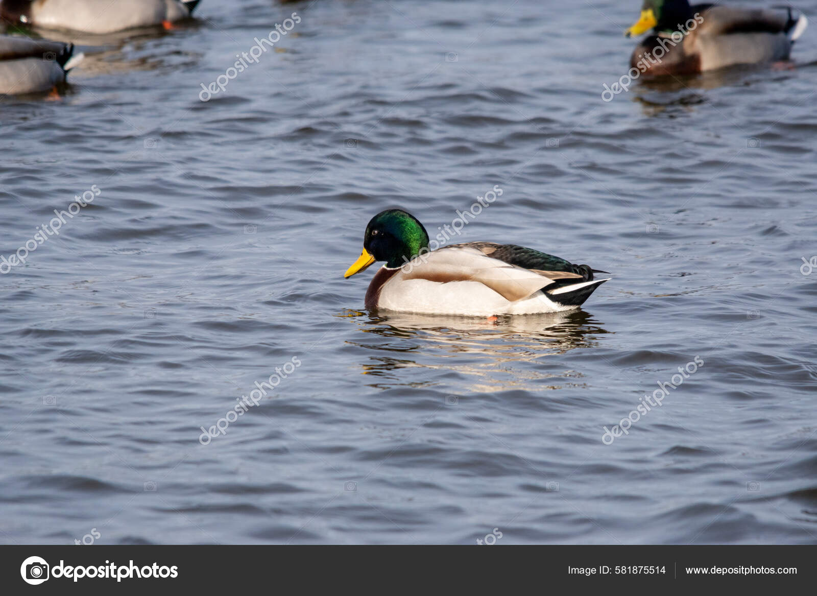 Closeup Shot Beautiful Mallard Floating Water Surface Sunny Day — Stock ...