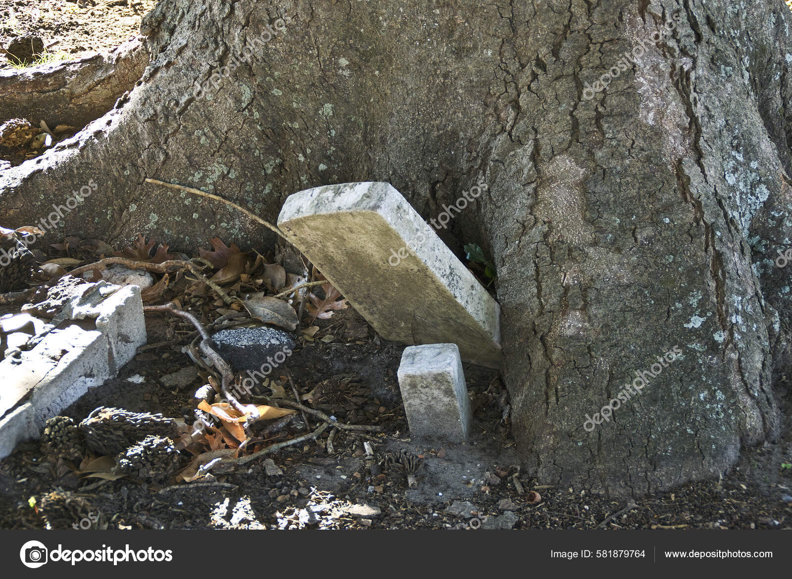 Closeup Old Oak Tree Encroaching Old Grave Old Cemetery North — Stock ...