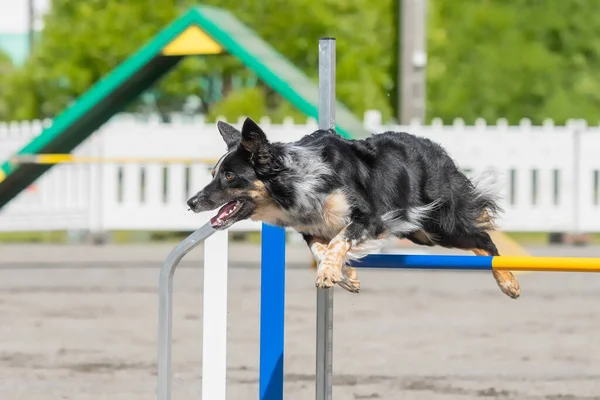 Aussie agility dog Stock Photos, Royalty Free Aussie agility dog Images ...