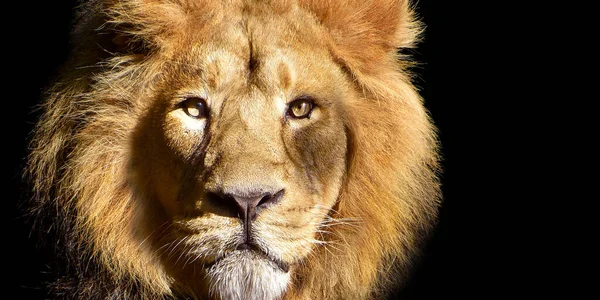 Lion head shot Stock Photos, Royalty Free Lion head shot Images ...