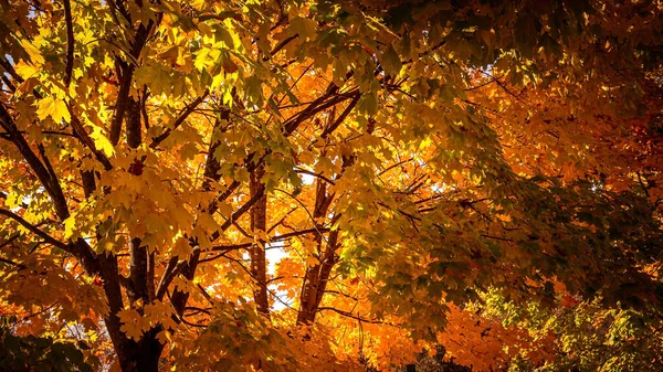 Leaves Falling Off Trees Gif