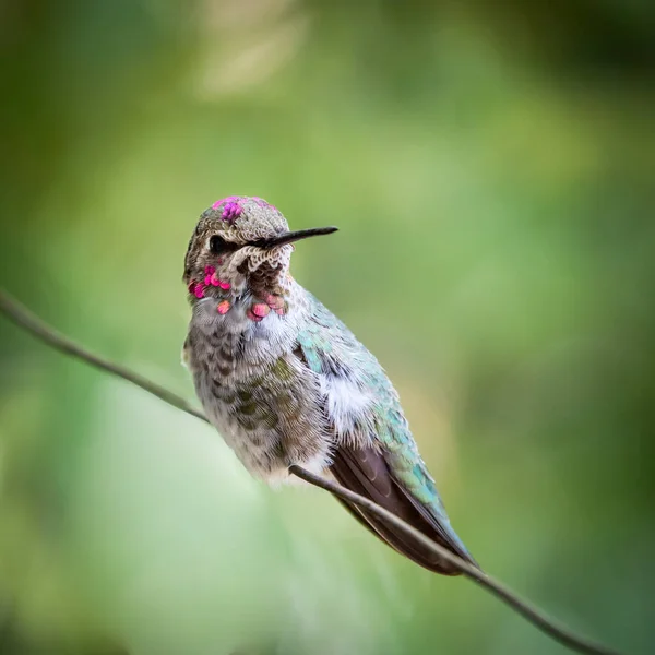 A closeup shot of a cute hummingbird perched on a branch - Stock Image ...