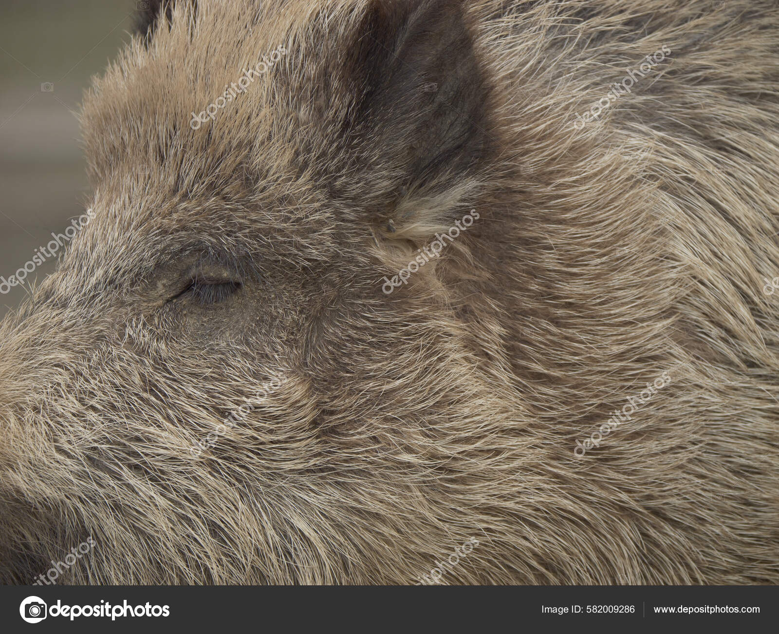 Wild Boar Eyes