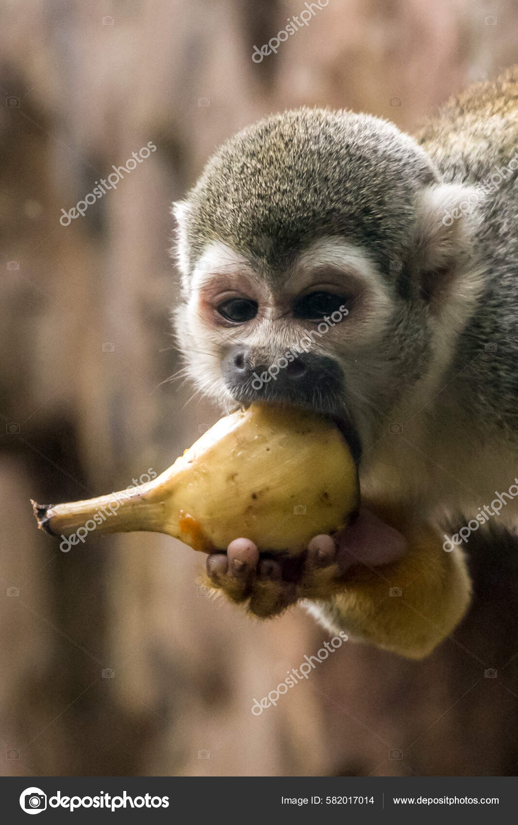 Squirrel Monkey Eating