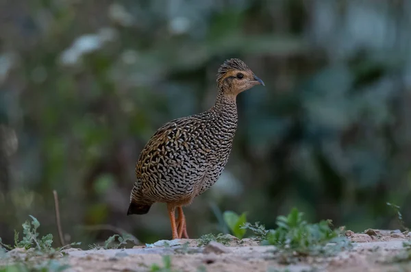 25,666,376 imágenes de Crested francolin libres de derechos | Depositphotos