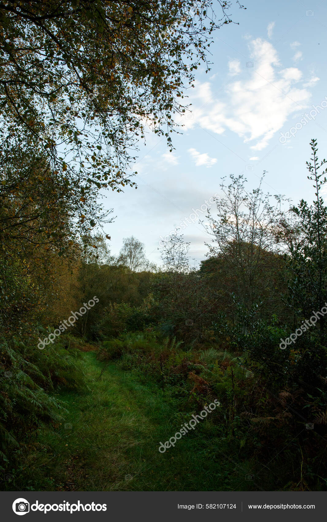 Vertical Shot Forest Daytime — Stock Photo © wirestock_creators #582107124