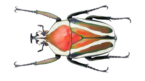 Indigenous insects Stock Photos, Royalty Free Indigenous insects Images ...