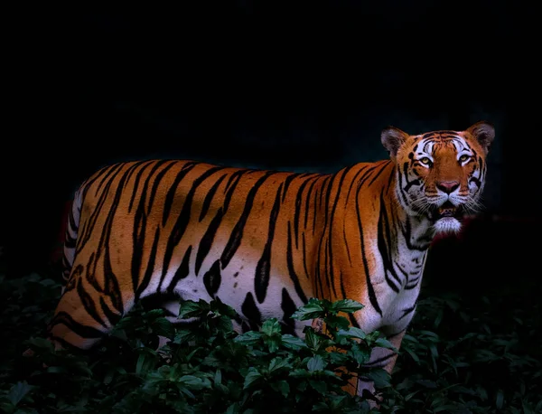 Tiger at night Stock Photos, Royalty Free Tiger at night Images ...