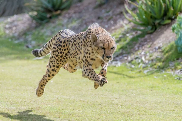 Jaguar Animal Running