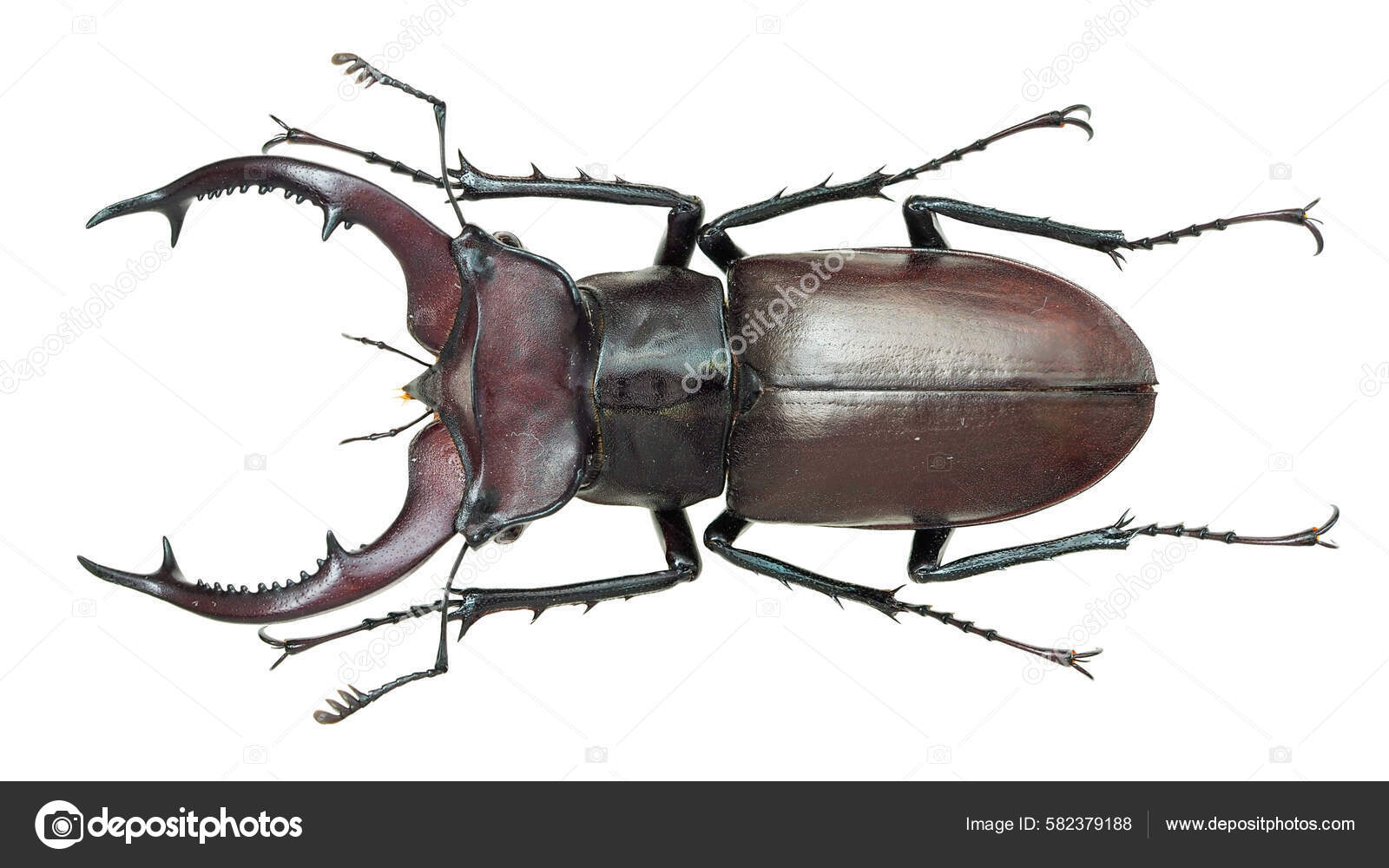 Insect Collection Stag Beetle Specimen Isolated White Background ...