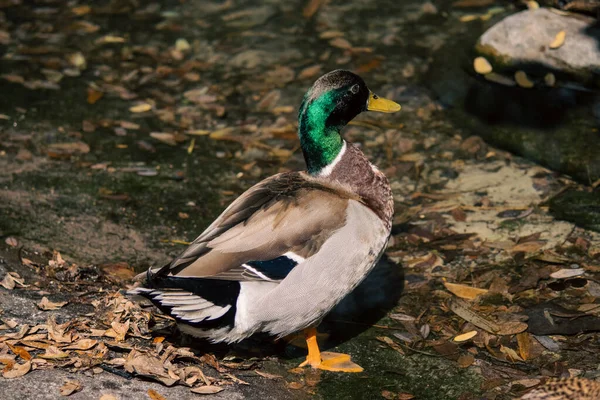 Prison duck Stock Photos, Royalty Free Prison duck Images | Depositphotos
