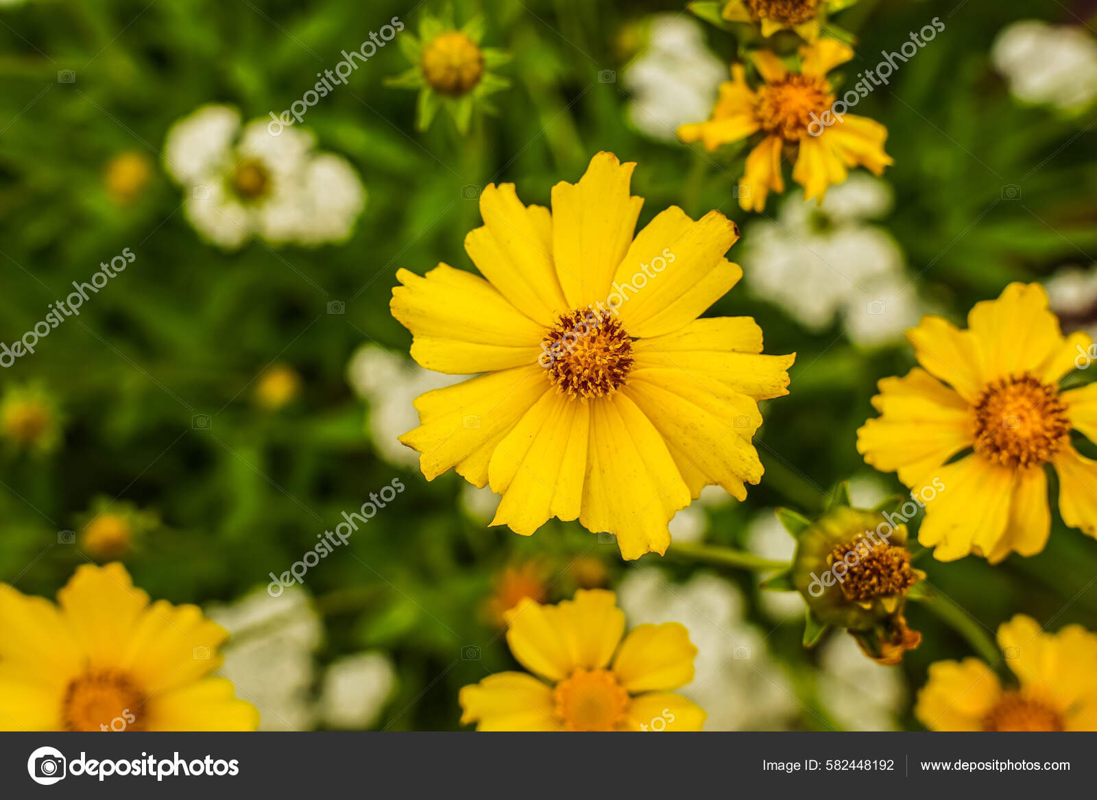 Coreopsis Grandiflora Tickseed