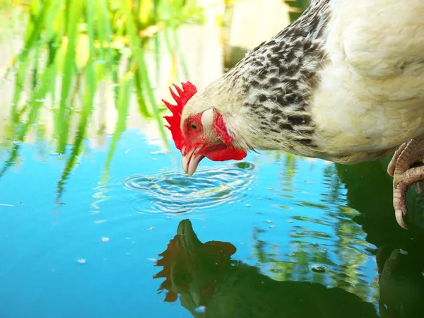 Chicken drinking water Stock Photos, Royalty Free Chicken drinking ...