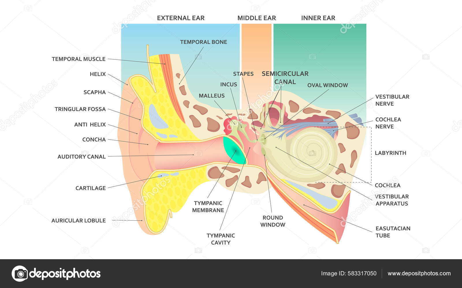 Menneskelig Ansikts Anatomi