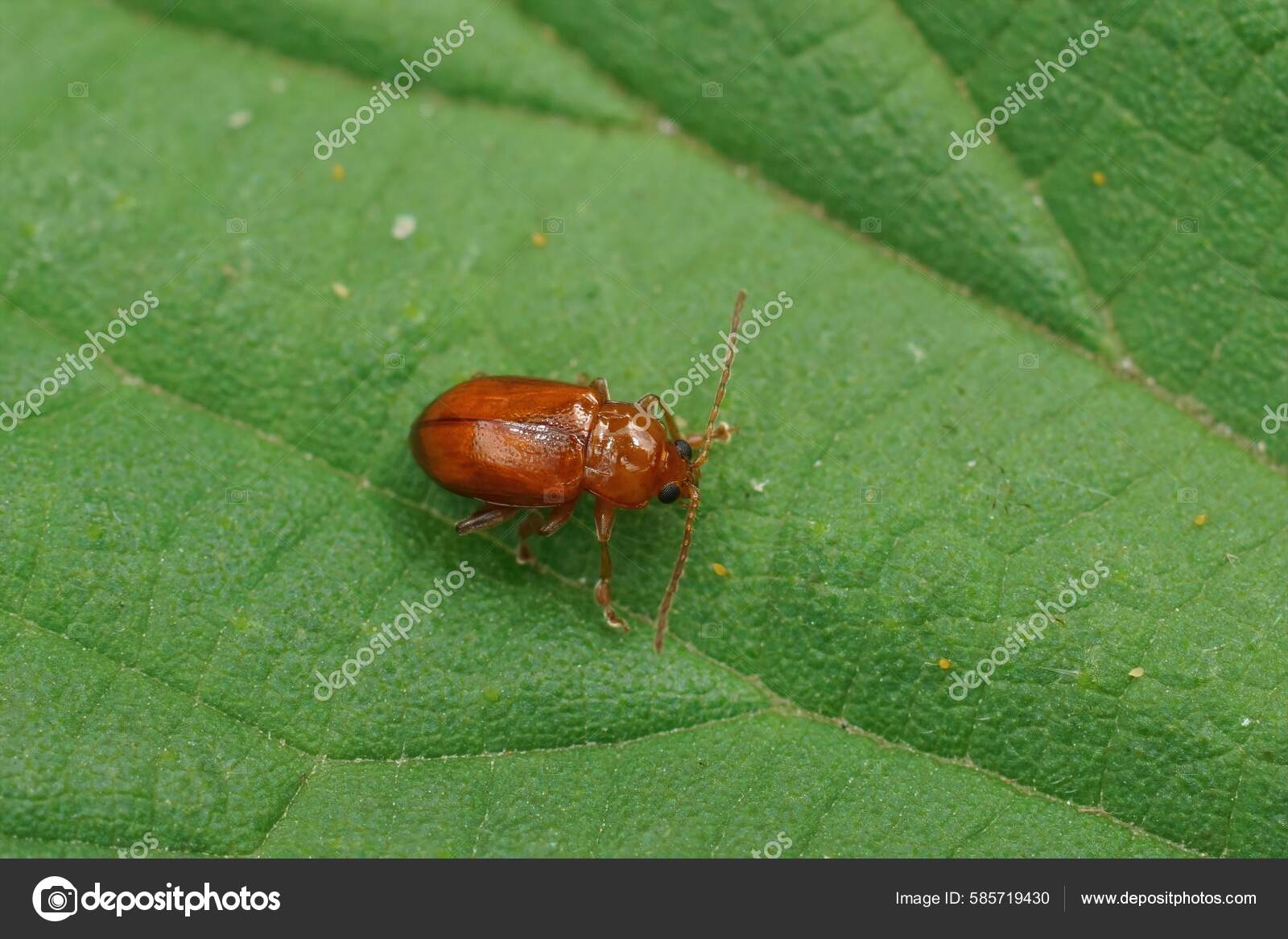 Purple Loosestrife Beetle
