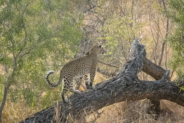A rear view of a leopard walking up on a tree branch in South Africa ...
