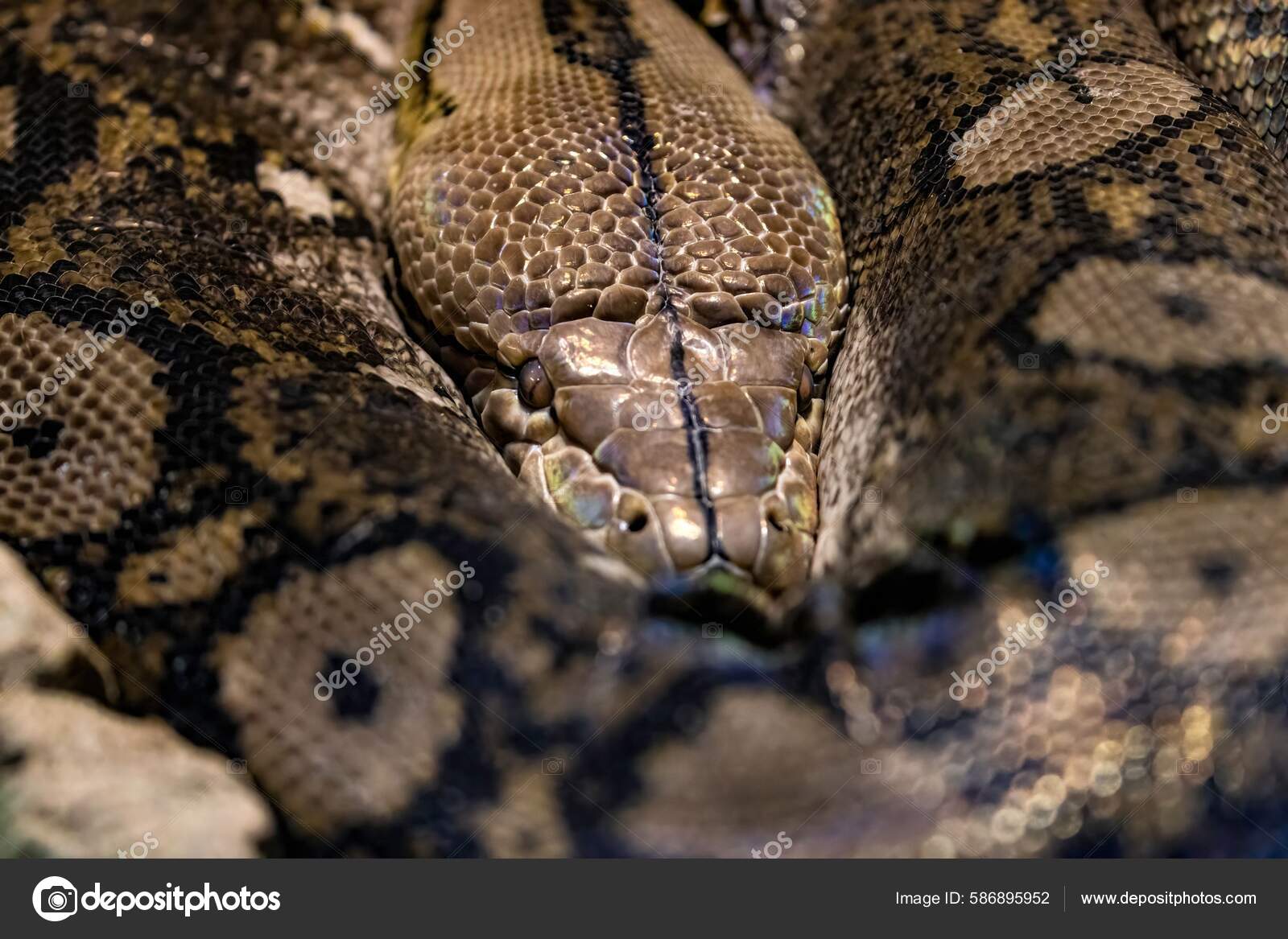 Closeup Long Snake Giant Reticulated Python Quietly Asleep Curled Ring ...