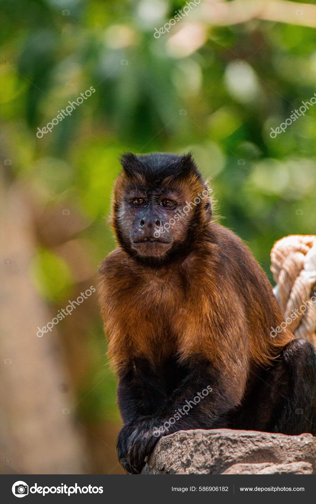 Black Capuchin Monkey