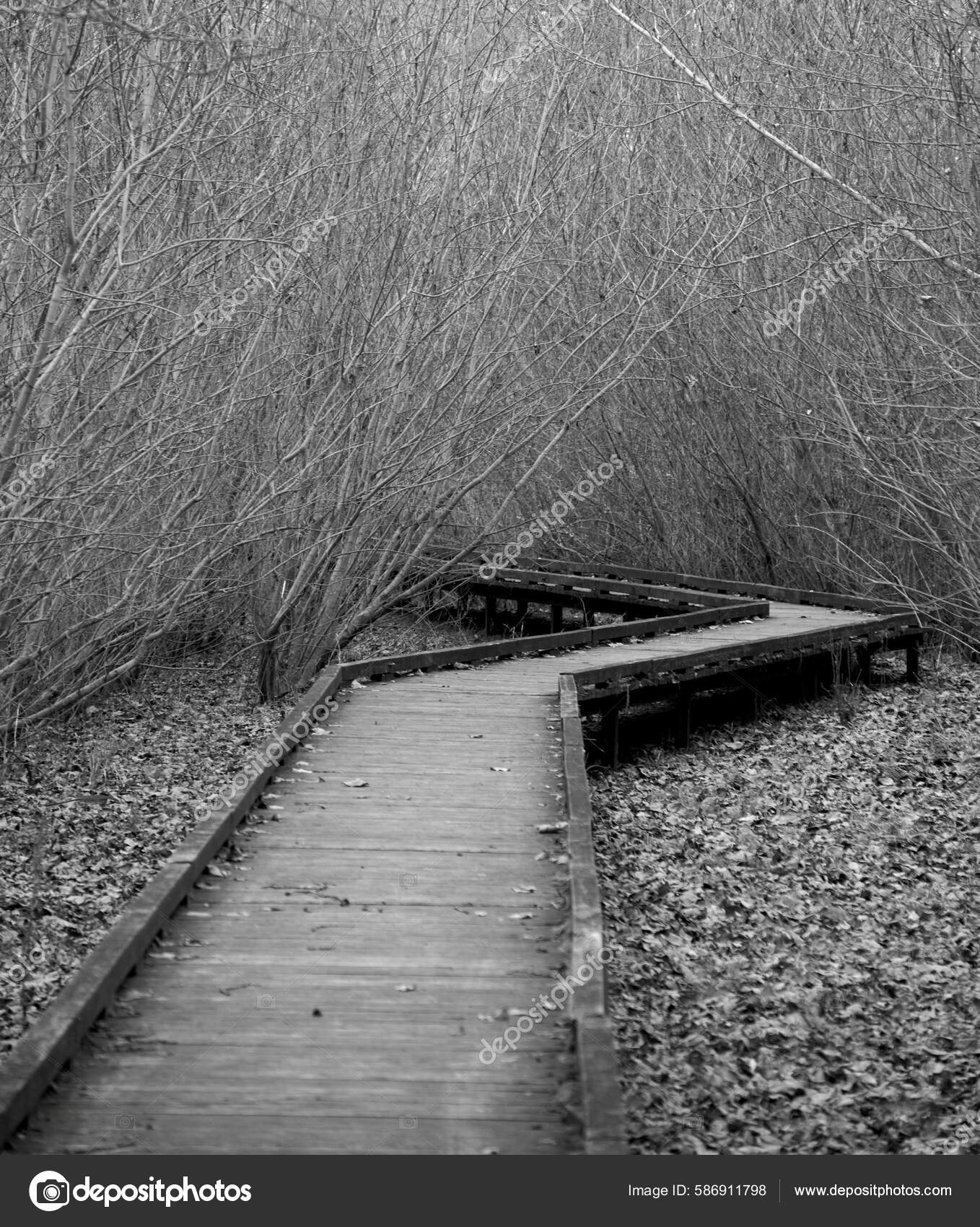 Woods Path Black And White