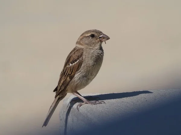 House Sparrow hopping around at Flat Fork Creek Park, Fishers, Indiana ...