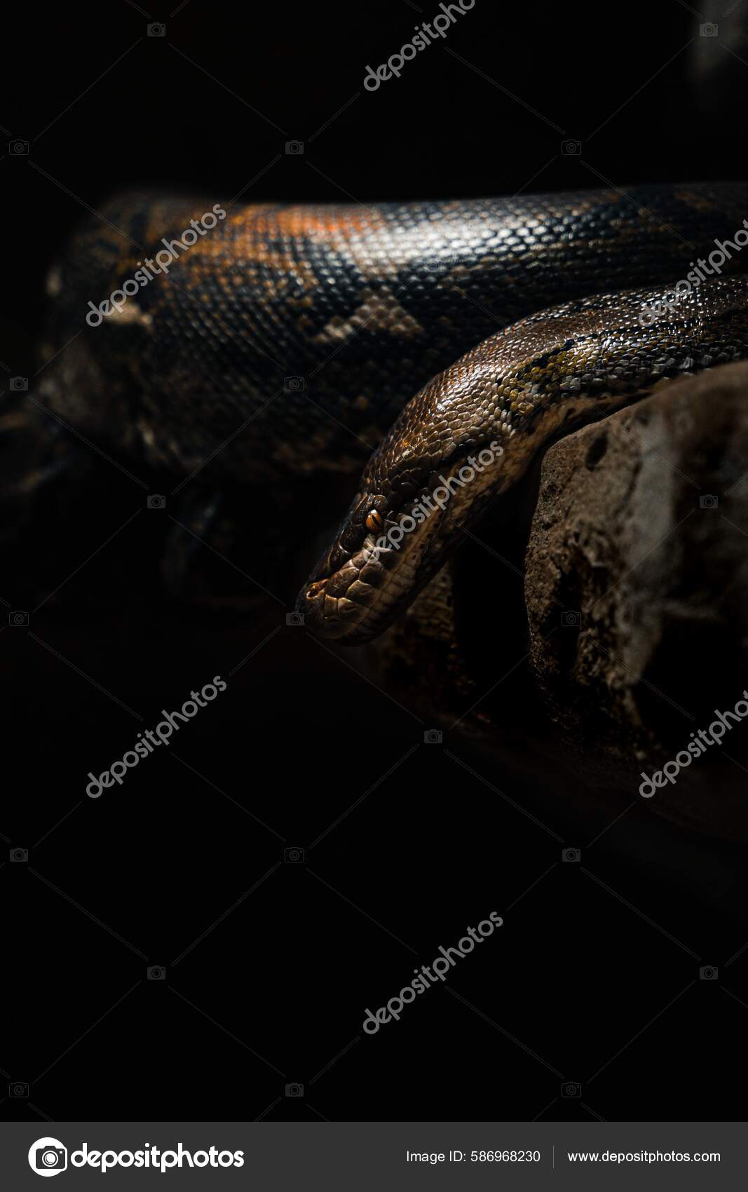 Vertical Shot Python Laying Rock — Stock Photo © wirestock_creators ...