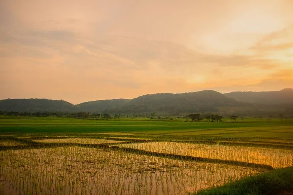 Cambodia rice field Stock Photos, Royalty Free Cambodia rice field ...