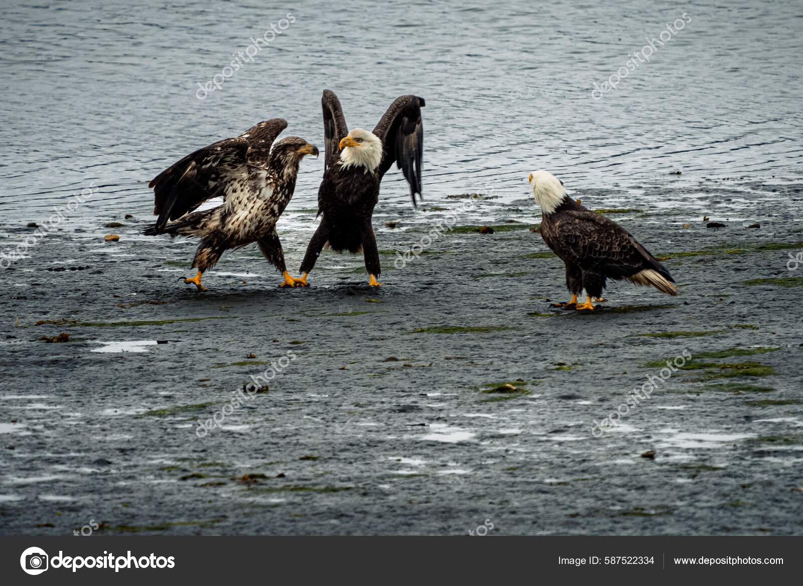 Beautiful Shot Three Young Bald Eagles Taking Charge — Stock Photo ...