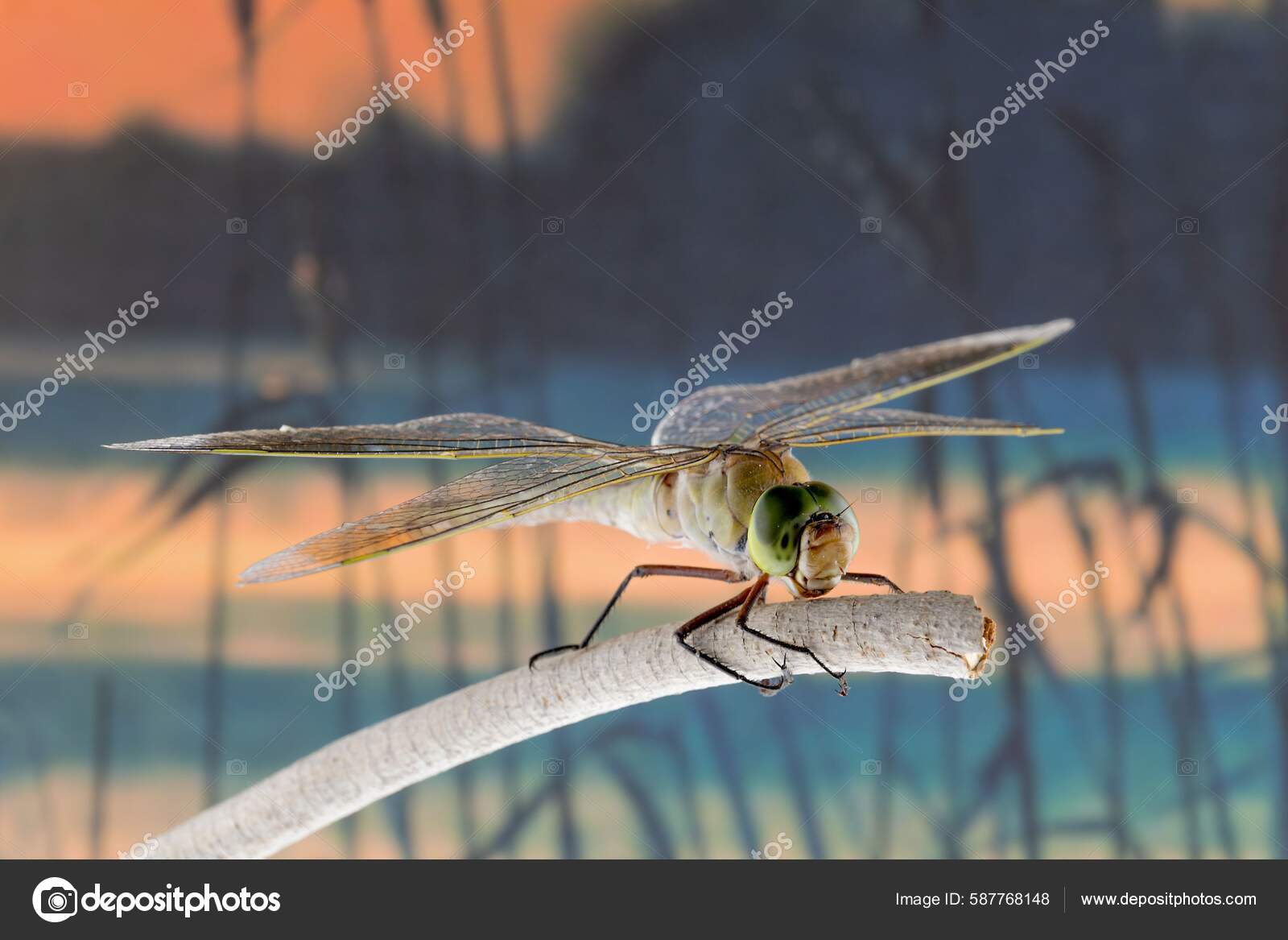 Close Flying Insect Branch Sunset — Stock Photo © wirestock_creators ...
