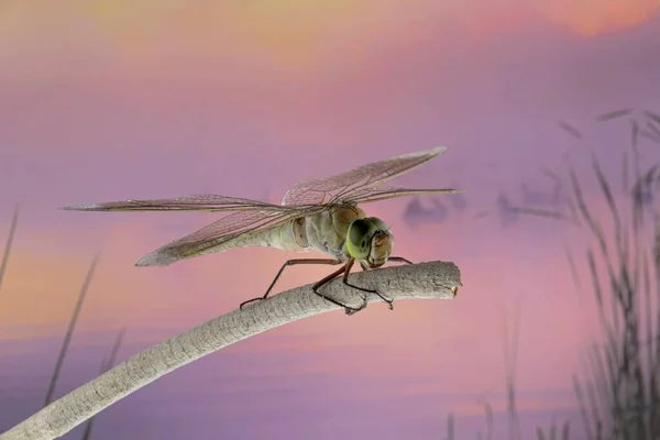 Close-up of a flying insect sitting on a branch against a sunset sky ...
