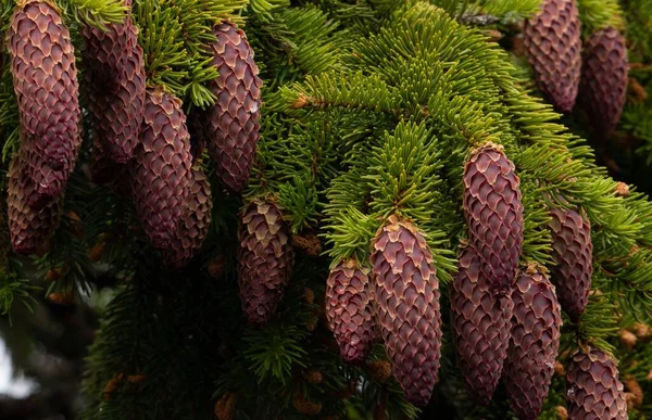 Conos de árbol de piel fotos de stock, imágenes de Conos de árbol de ...