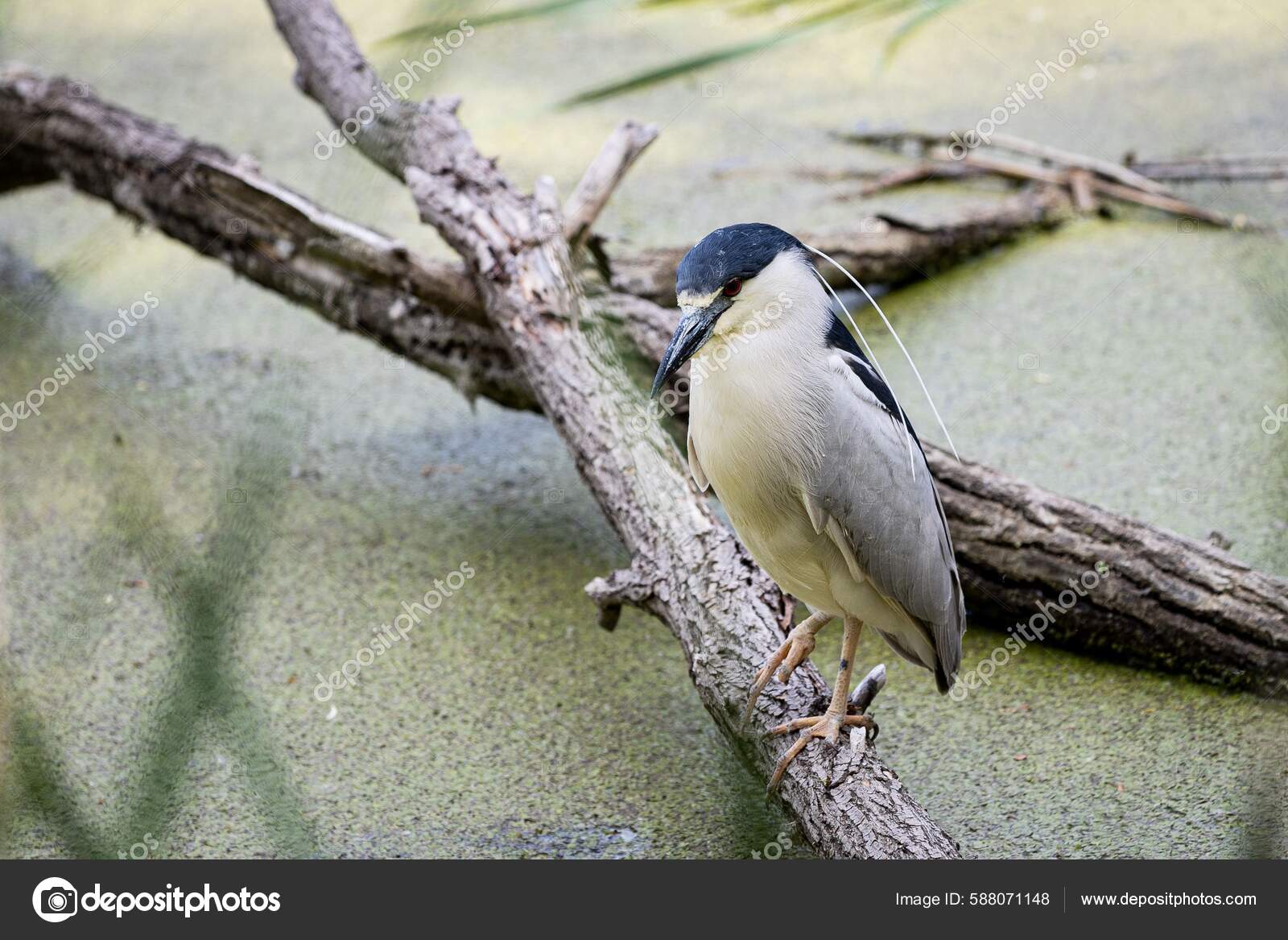 Bird White Belly Black Head Sitting Branch Stock Photo by ©wirestock ...