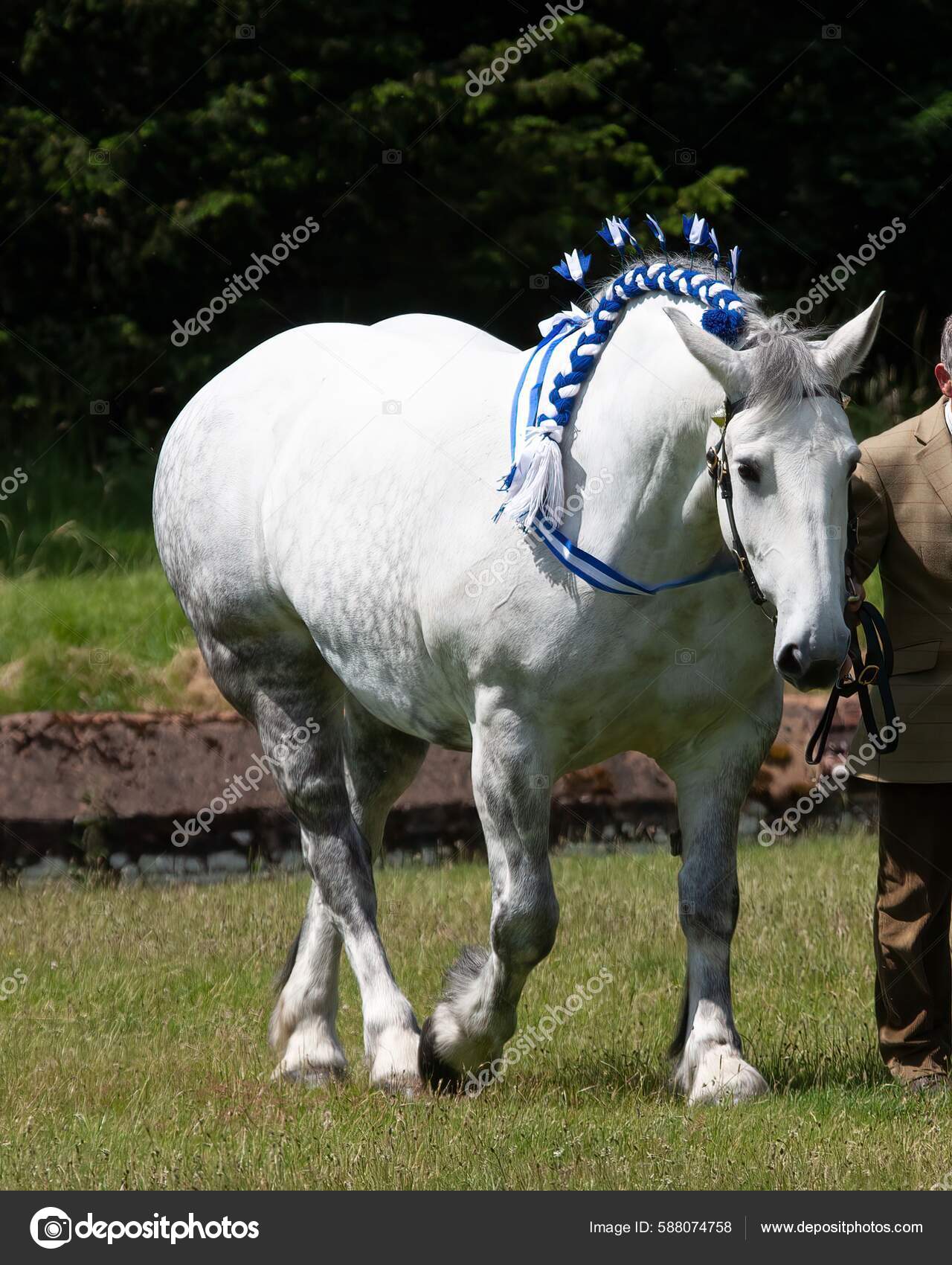 White Draft Horse