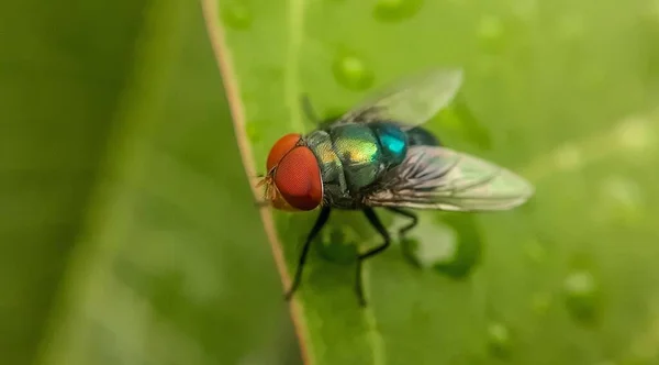 Fotos de Mosca colorida, Imagens de Mosca colorida sem royalties ...
