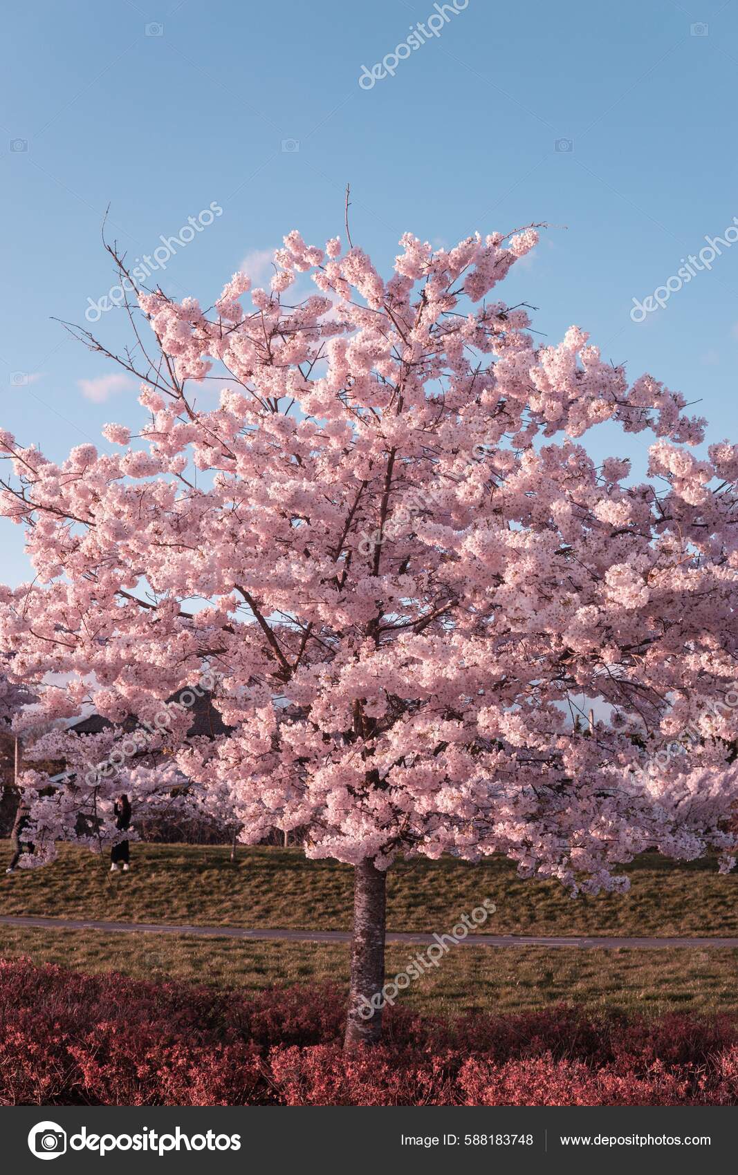Vertical Shot Cherry Blossom Sakura Tree Field — Stock Photo ...