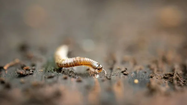 Stonoga fotografie, zdjęcia stockowe, Stonoga obrazy royalty-free