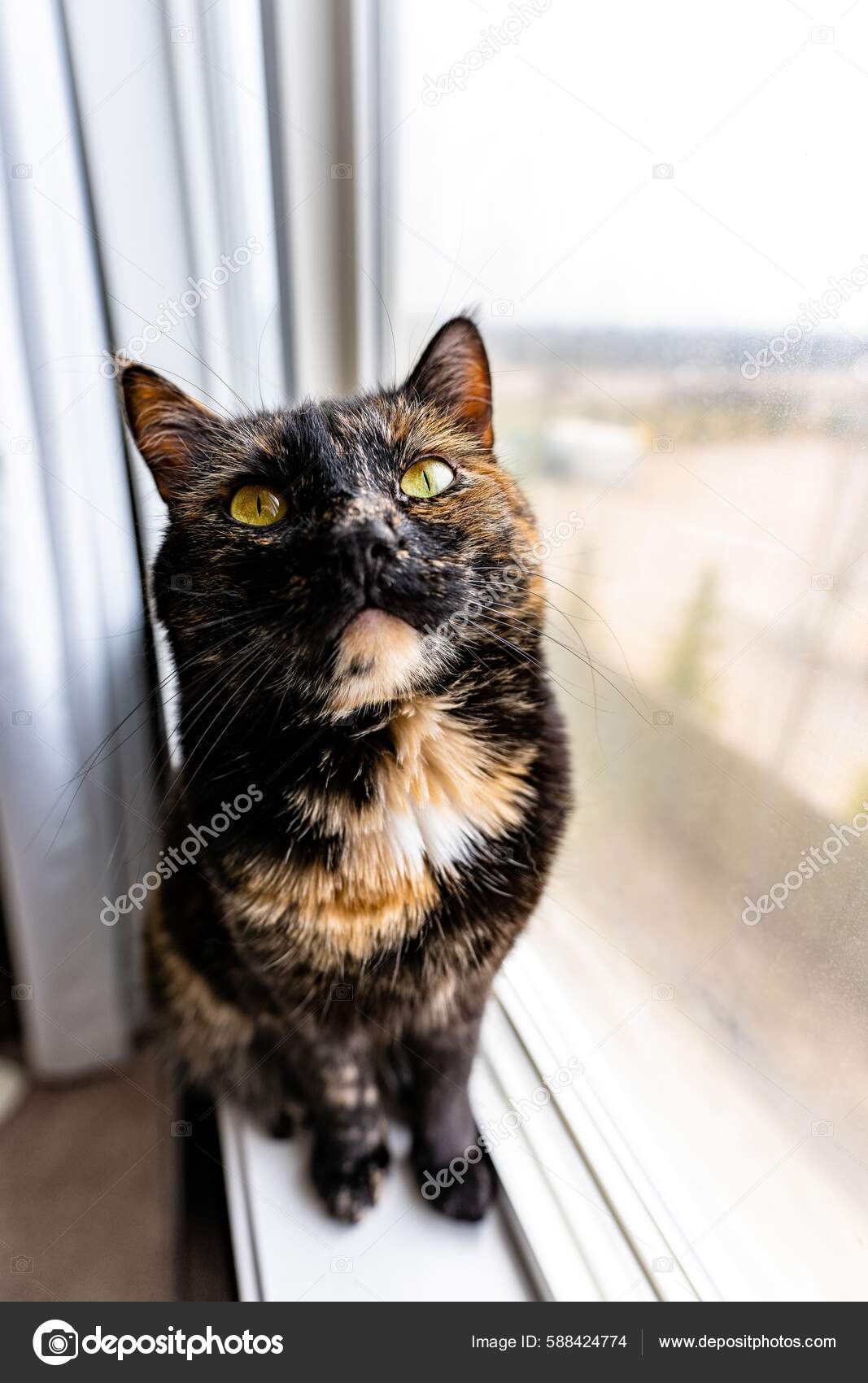 Black And Orange Calico Cat